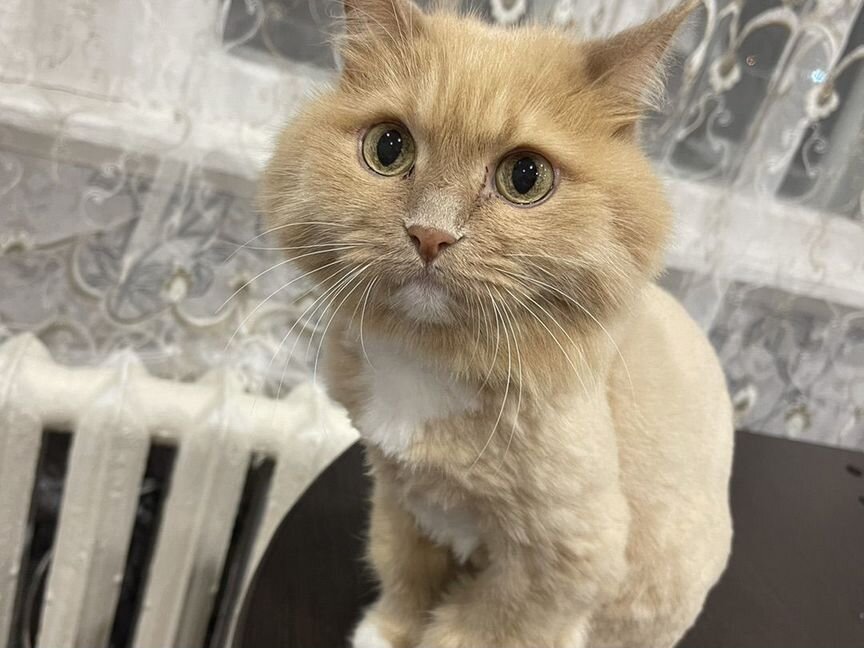 Кошка в добрые руки бесплатно