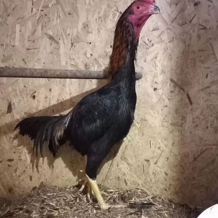Бойцовский петух дакан
