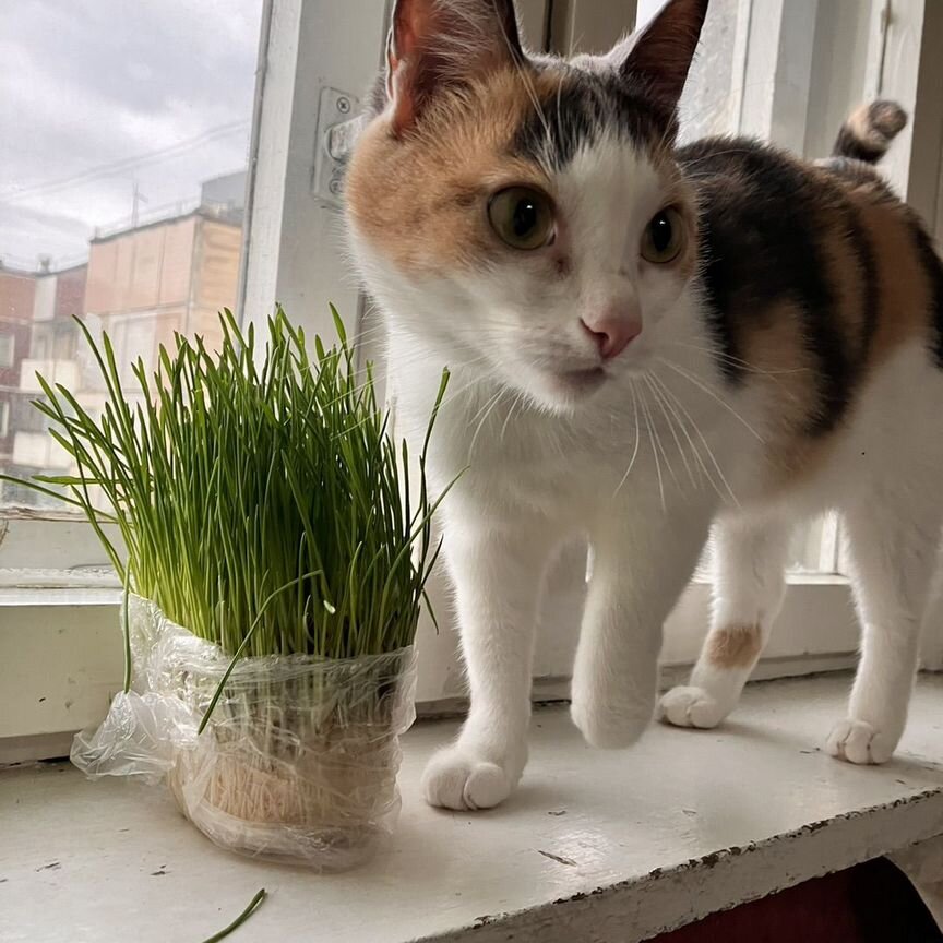 Отдам кошечку в добрые руки