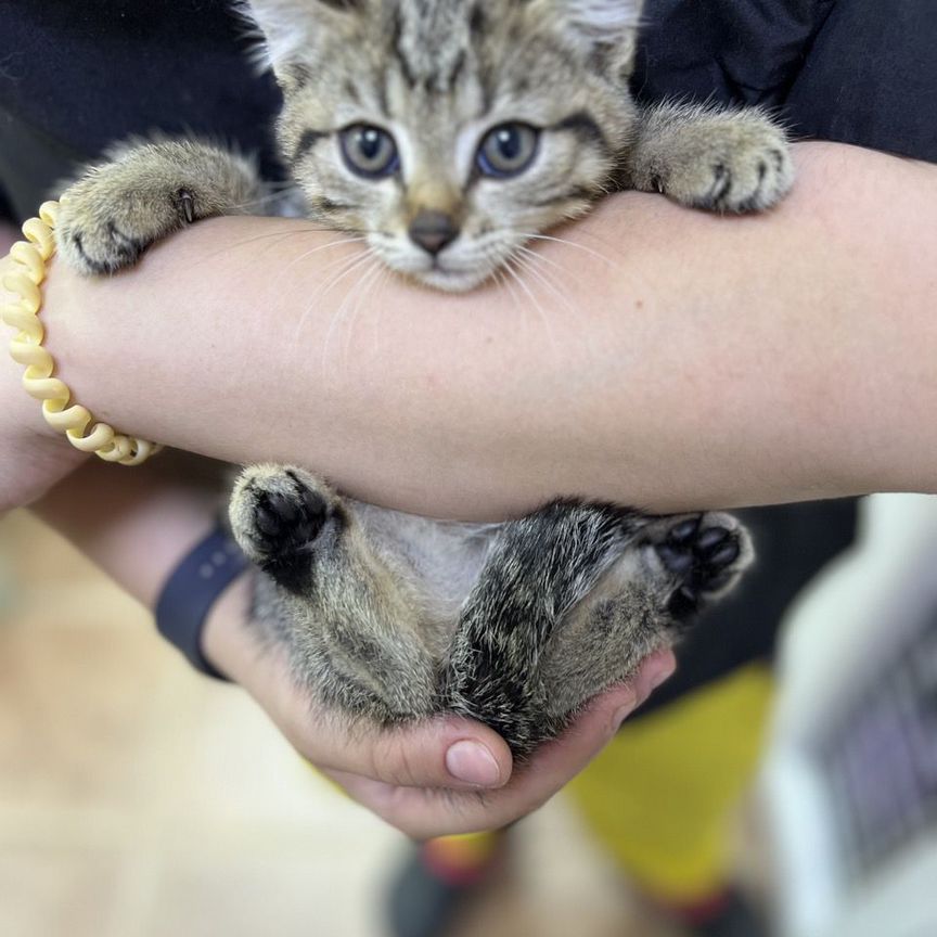 Котята навыданье