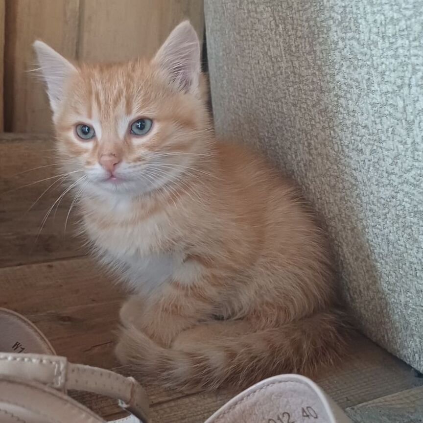 Котёнок в добрые руки