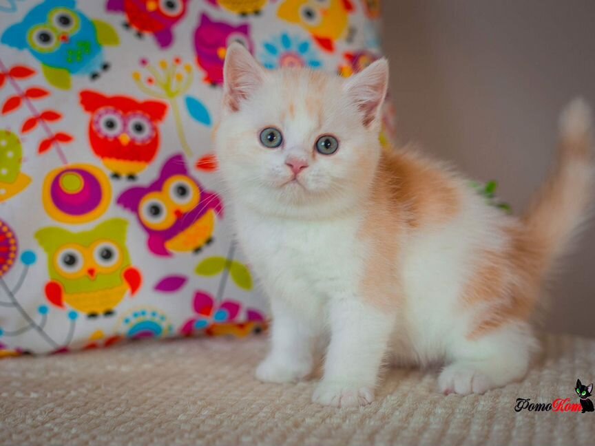 Британский шикарный котик биколор