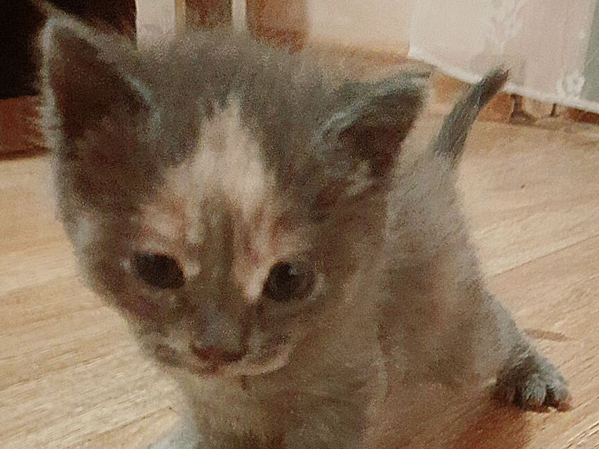Кошка