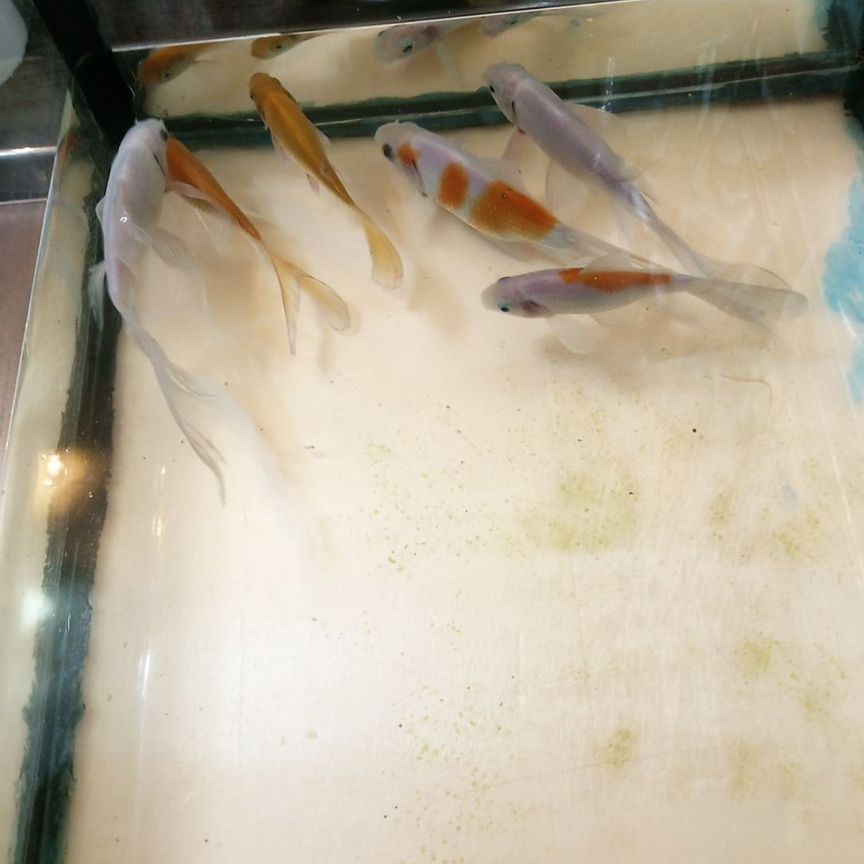 Рыбки аквариумные и прудовые