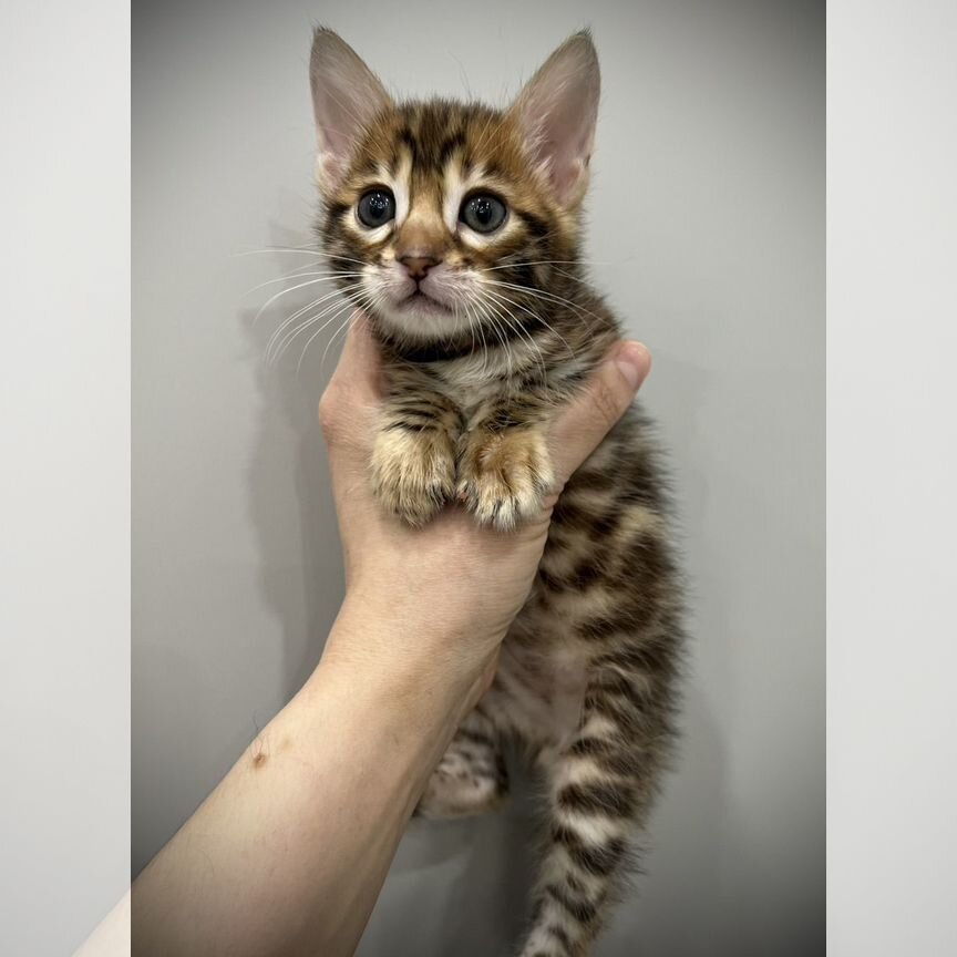 Бенгальские котята