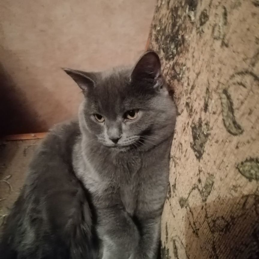 Котята полукровки