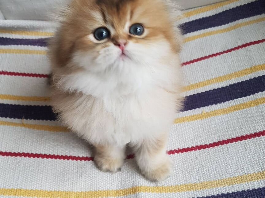 Клубный котик хайленд фолд