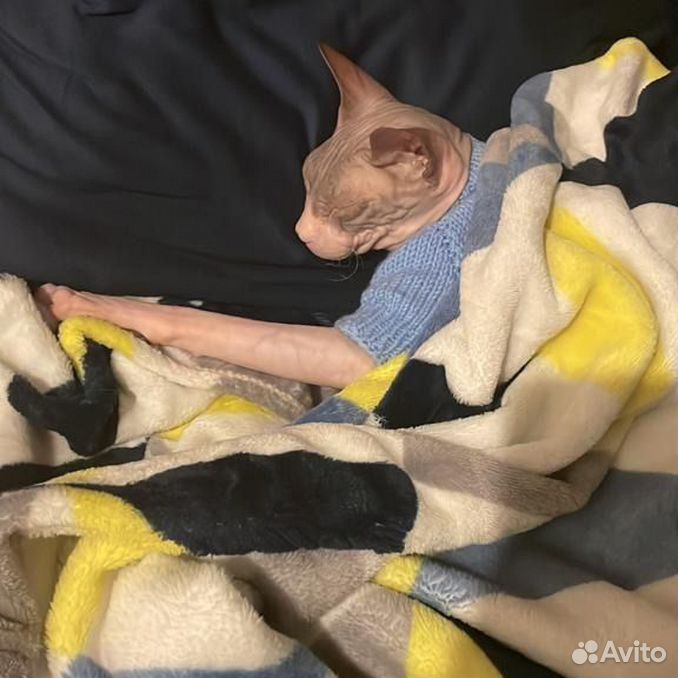 Королевский Сфинкс