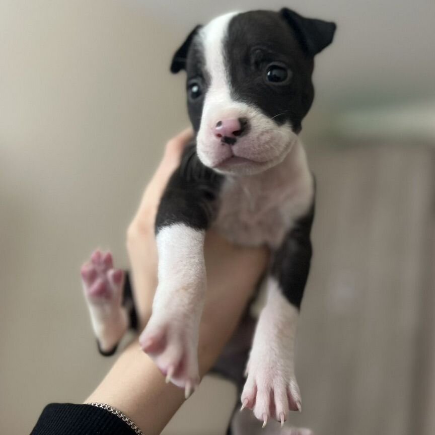 Американский стаффордширский терьер, щенок