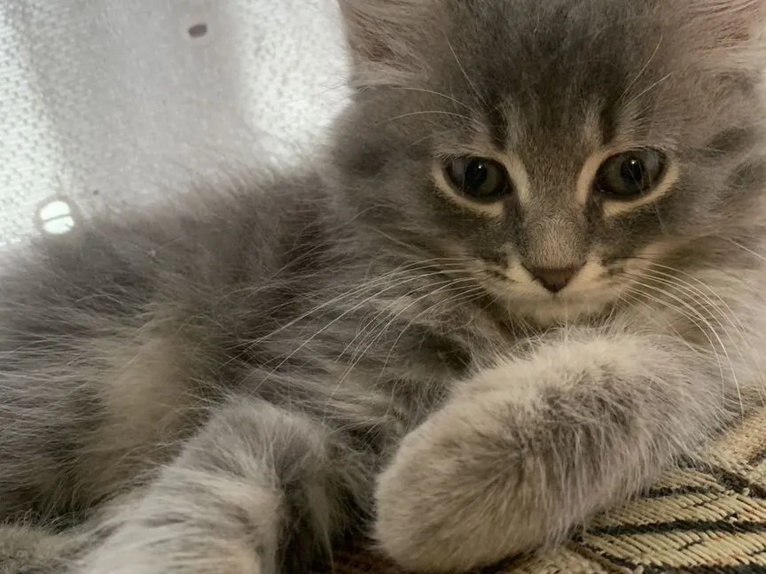 Кошка в дар. 21 августа родилась, 2 месяца