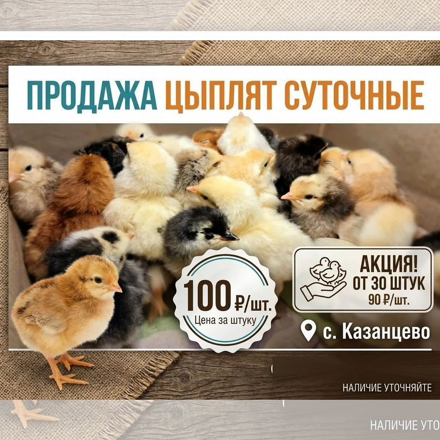 Цыпленок от домашней курицы несушка