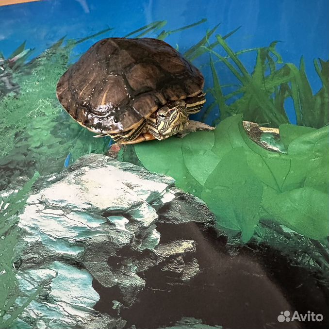 Красноухая черепаха (фильтр, оборудование + корм)