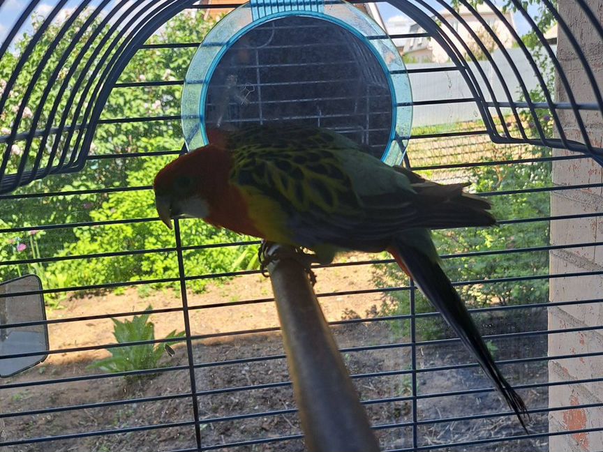 Продам попугая Розеллу