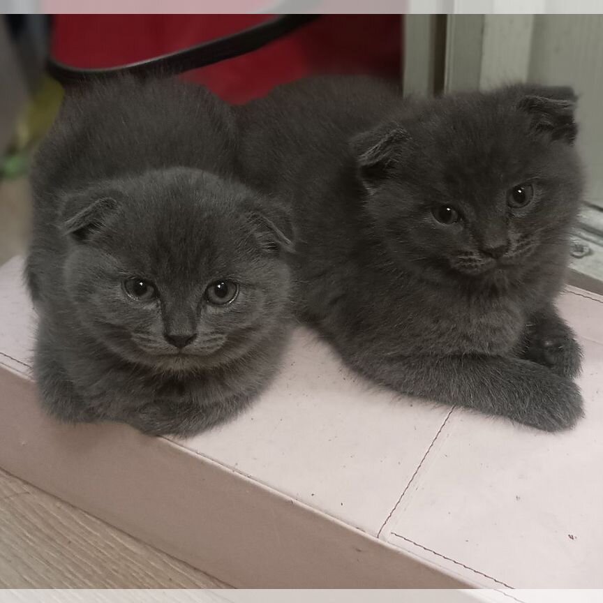 Шотландские вислоухие котята