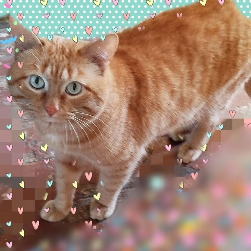 Кот ищет невесту