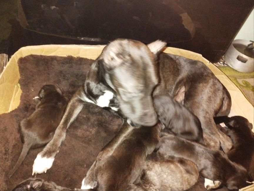 Щенки питбуля