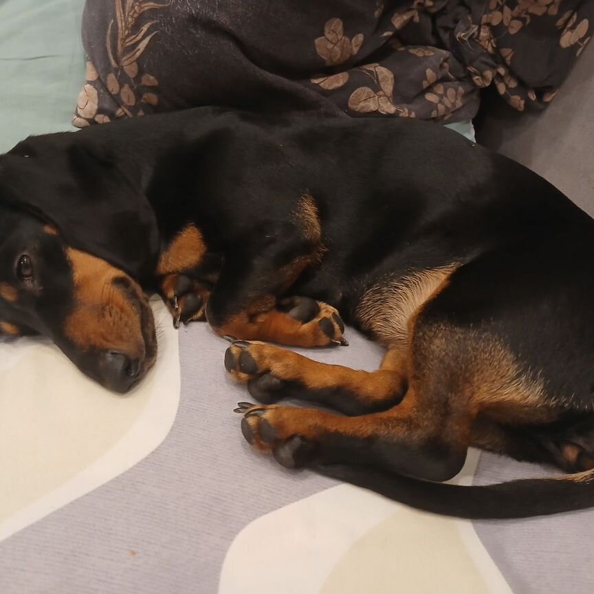 Потерялась собака Была с этим красным ошейником