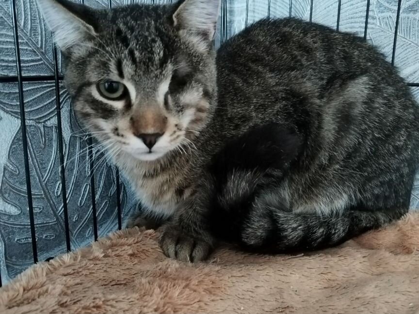 Кот как кот