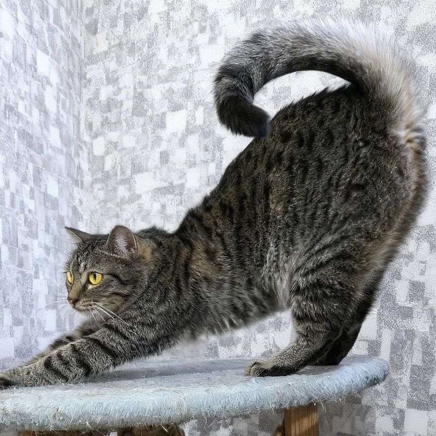 Взрослая, кошка в добрые руки