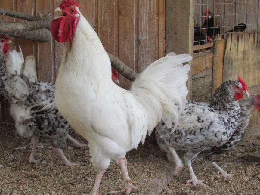 Семья кур Пушкинской породы
