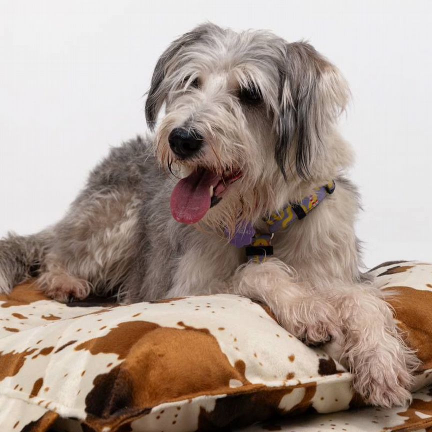 Взрослая собака в добрые руки