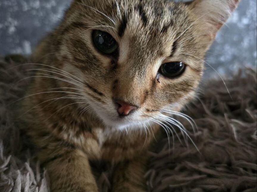 Кошка