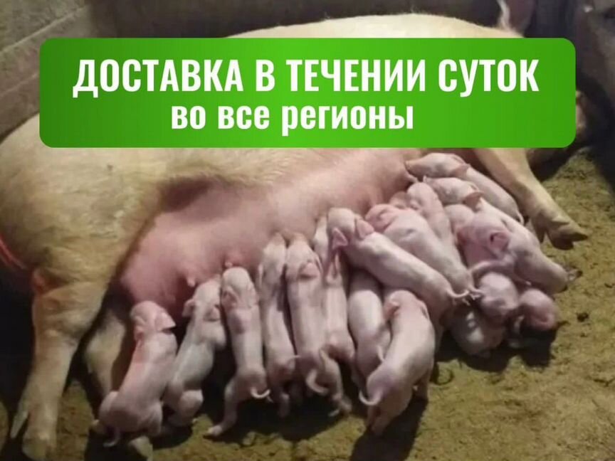 Семя хряка в наличии