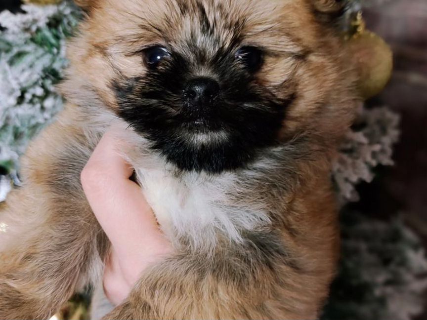 Болоночка красивая девочка