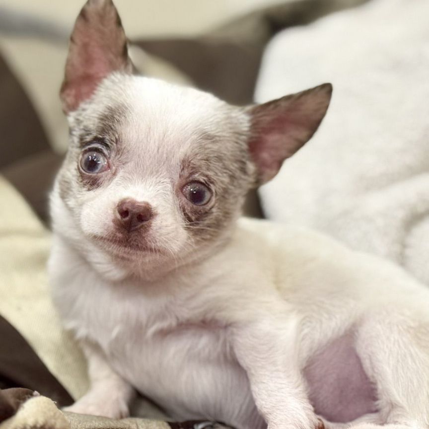 Чихуахуа, щенок