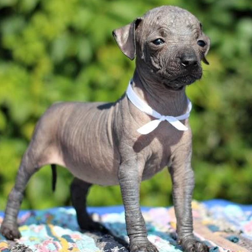 Щенки ксолоитцкуинтли мини