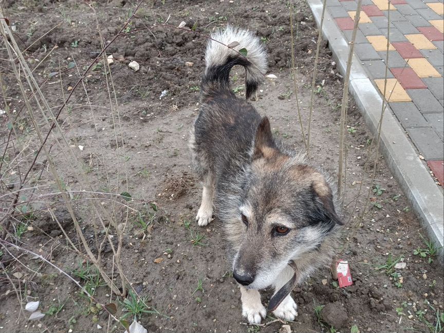 Собака в добрые руки