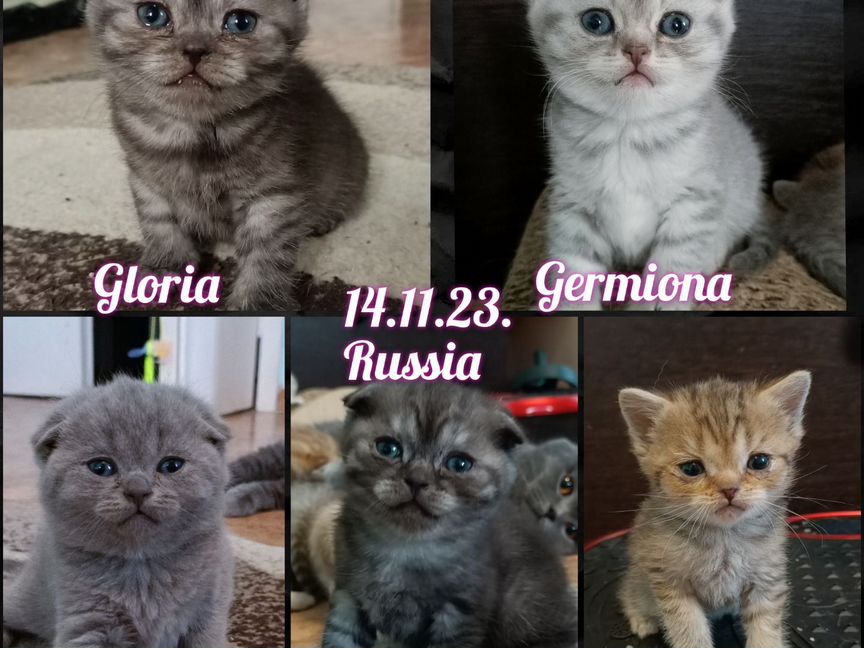 Шотландские вислоухие и прямоухие котята