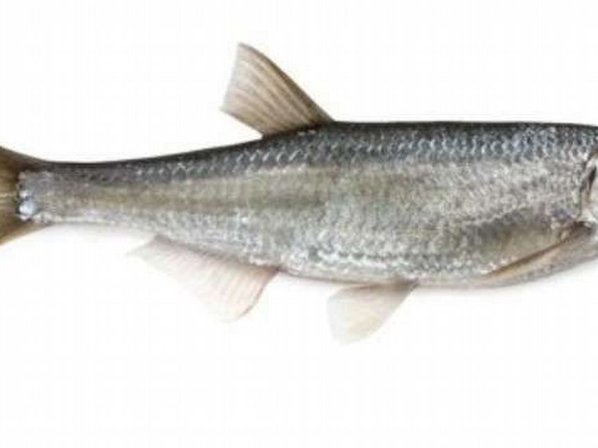 Продам рыбок