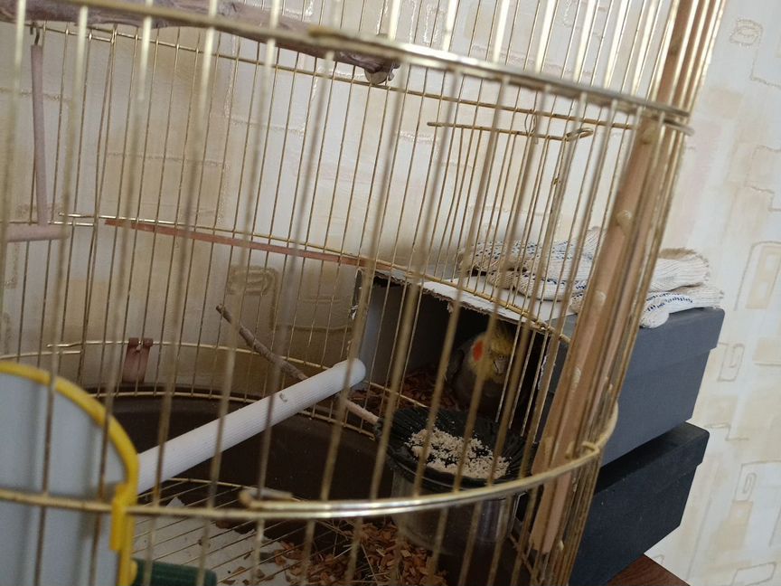 Клетка и попугай