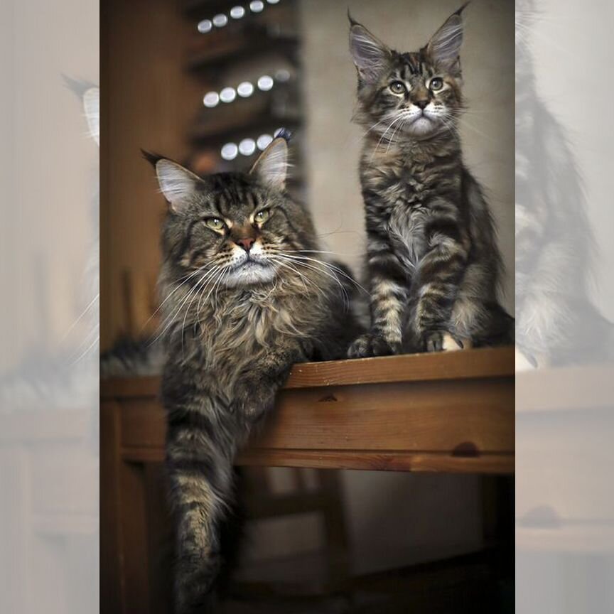 Мейн-кун котёнок