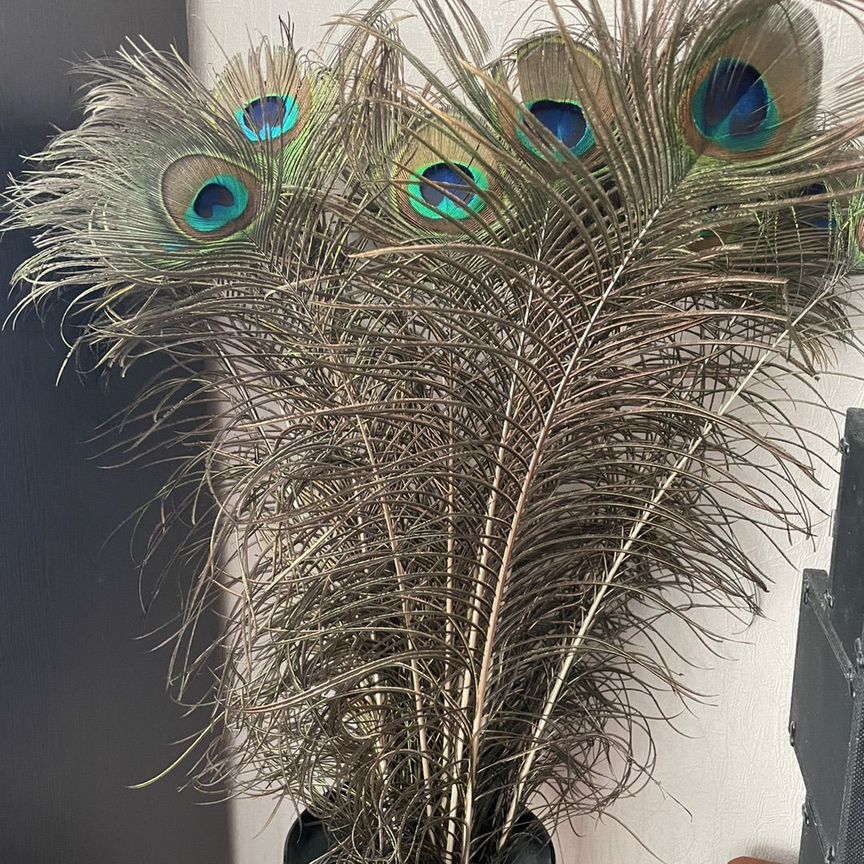 Перо павлина