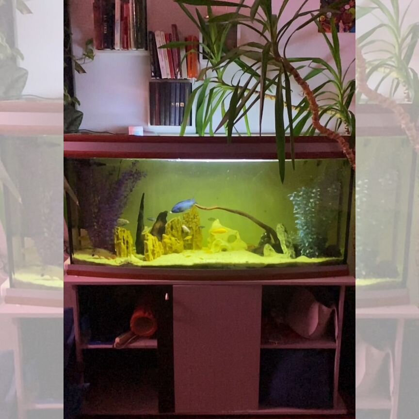 Аквариум с тумбой 500 литров