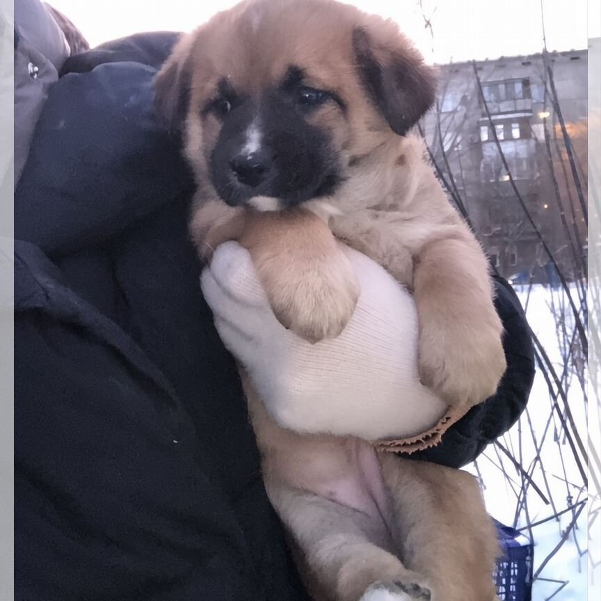 Щенок в добрые руки