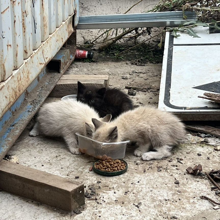Котята бесплатно