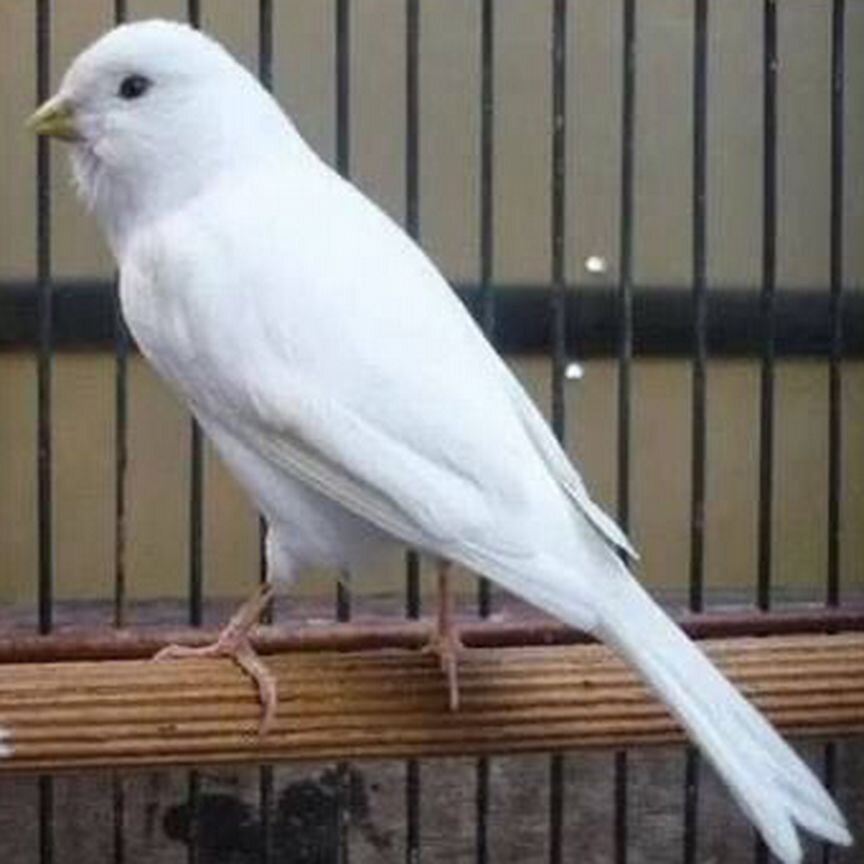 Продается белые кенарка