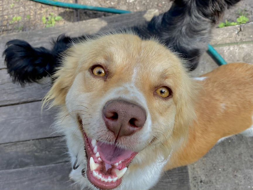 Собака в добрые руки