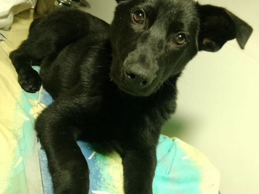 Щенки от мелкой собачки, 3,5 мес в добрые руки