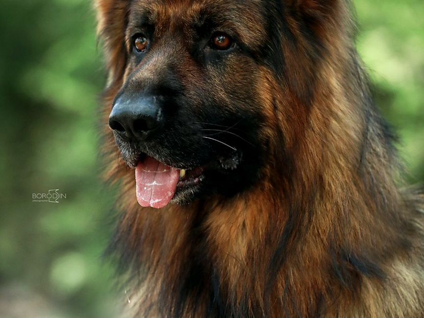 Вязка Немецкая овчарка д/ш