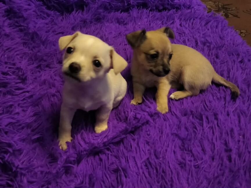 Щенки русский той-терьер