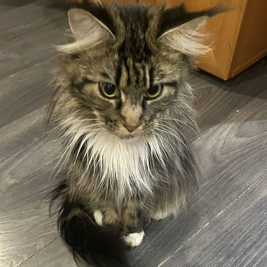 Мейн-кун, взрослая кошка