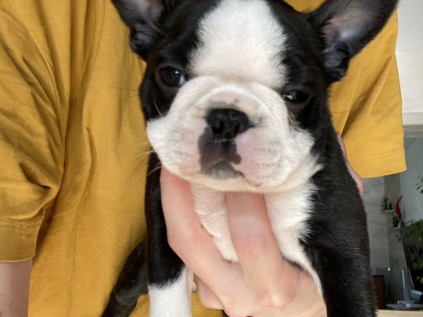 Щенки Бостон-терьера