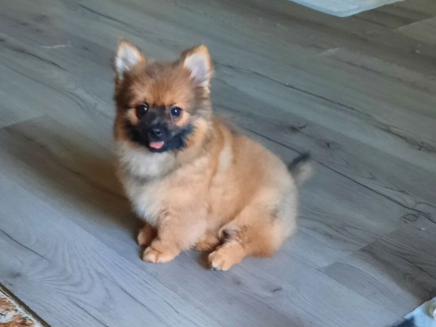 Щенки шпица