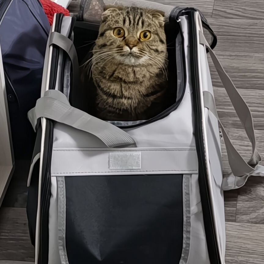 Шотландский вислоухий короткошёрстный котёнок