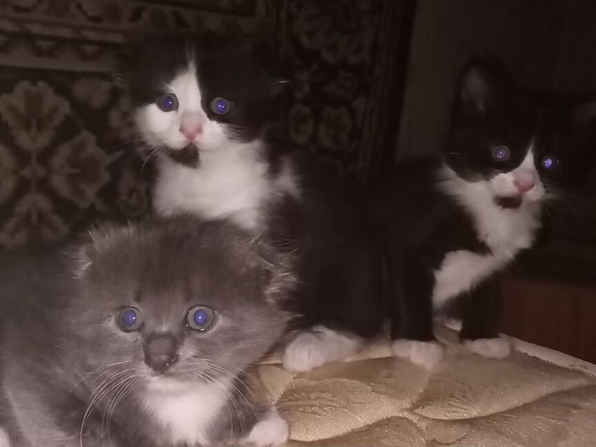 Котятки в добрые руки