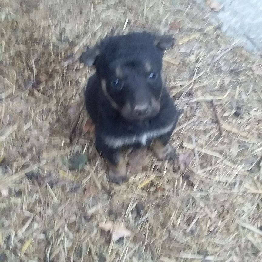 Щенки дворняжки бесплатно